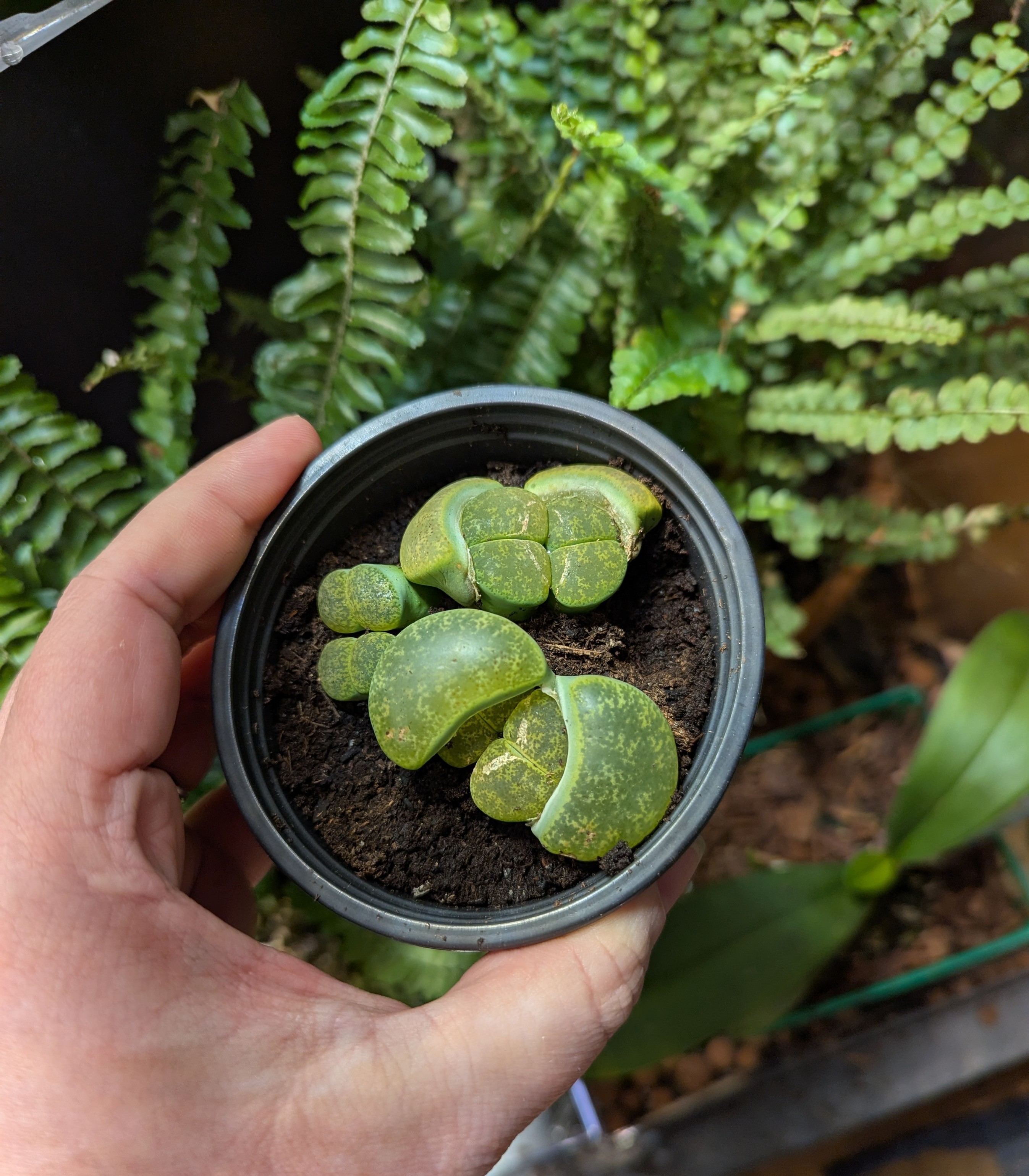 rebecca: "fun thing about having Butt Plants is that someti ...